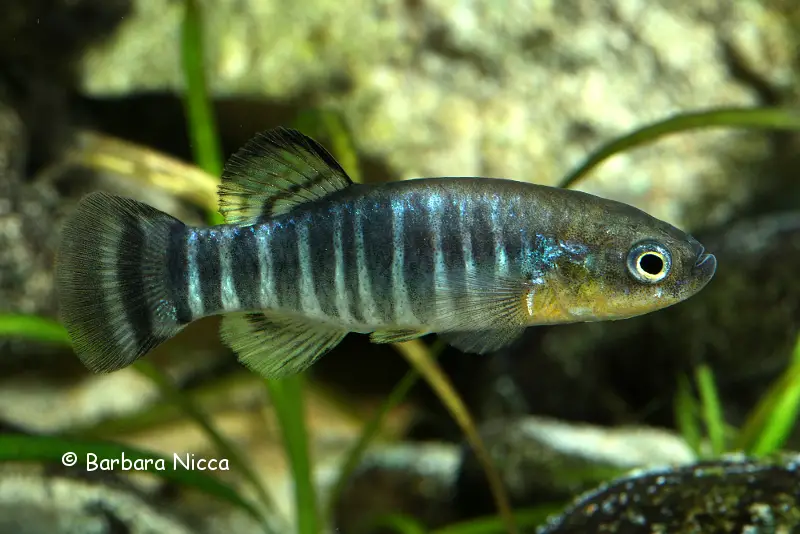 Aphaniops sirhani – Azraq Toothcarp (Aphanius sirhani) — Seriously Fish