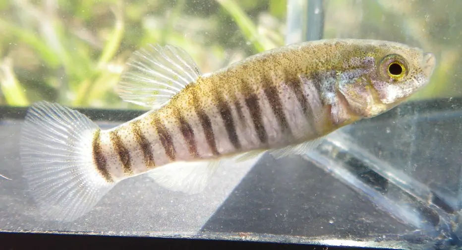 Aphaniops sirhani – Azraq Toothcarp (Aphanius sirhani) — Seriously Fish