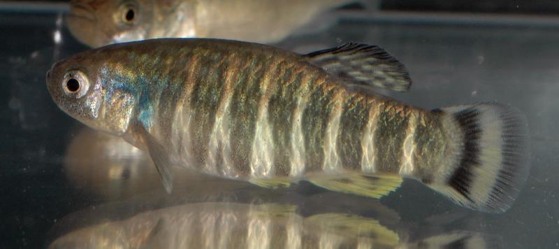 Aphaniops sirhani – Azraq Toothcarp (Aphanius sirhani) — Seriously Fish