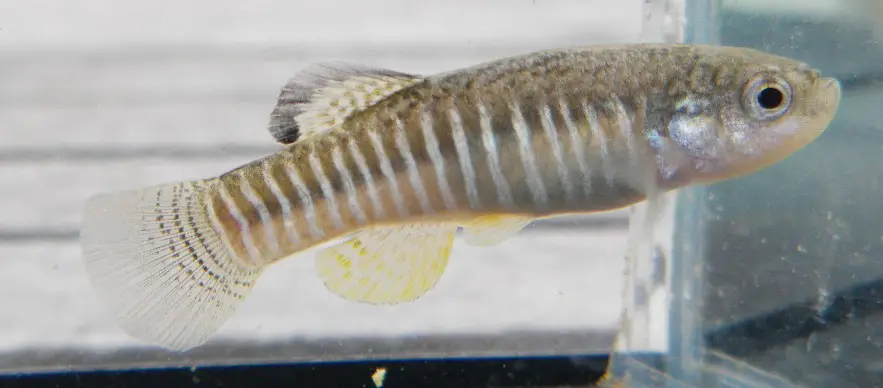 Anatolichthys villwocki – Sakarya Toothcarp (Aphanius villwocki ...