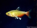 Aphyocharax rathbuni – Green Fire Tetra, Rathbun’s Bloodfin, Redflank ...
