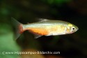 Aphyocharax rathbuni – Green Fire Tetra, Rathbun’s Bloodfin, Redflank ...