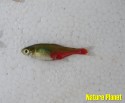 Aphyocharax rathbuni – Green Fire Tetra, Rathbun’s Bloodfin, Redflank ...