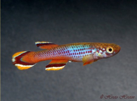 Aphyosemion celiae – Celia’s Lyretail (Scheelsemion celiae) — Seriously ...