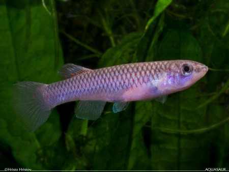 Aphyosemion striatum – Red-striped Killifish (Haplochilus striatus ...