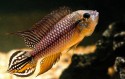 Apistogramma agassizii – Agassizi’s Dwarf Cichlid, Agassiz ...
