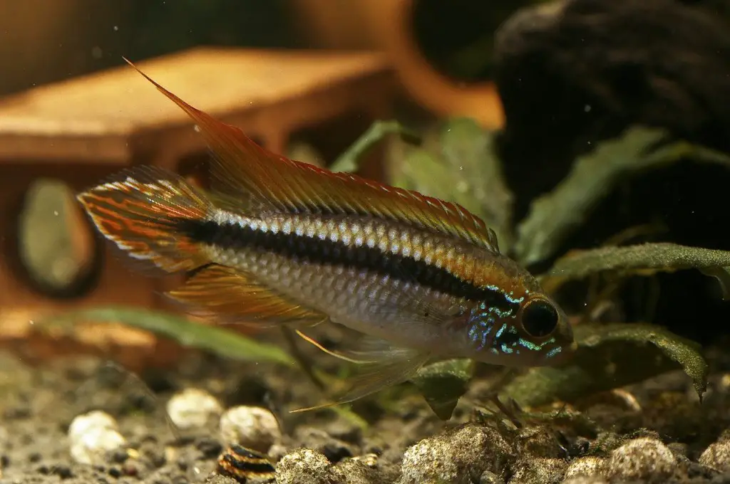 Apistogramma agassizii – Agassizi’s Dwarf Cichlid, Agassiz ...