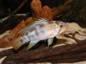 Apistogramma baenschi – A188, Inca Dwarf Cichlid, Inka Zwergbuntbarsch ...