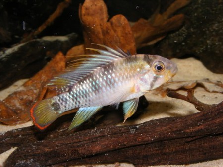 Apistogramma baenschi – A188, Inca Dwarf Cichlid, Inka Zwergbuntbarsch ...