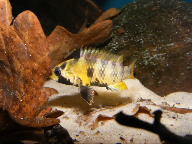 Apistogramma baenschi – A188, Inca Dwarf Cichlid, Inka Zwergbuntbarsch ...