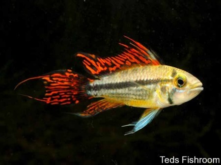 Apistogramma cacatuoides (Cockatoo Cichlid) — Seriously Fish