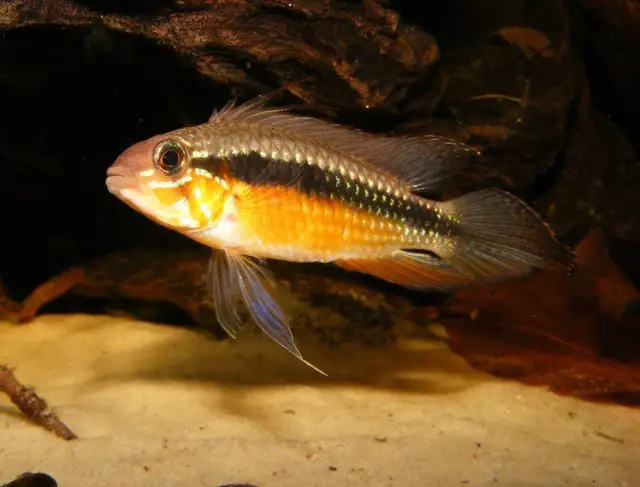 Apistogramma elizabethae – A208 (A208) — Seriously Fish