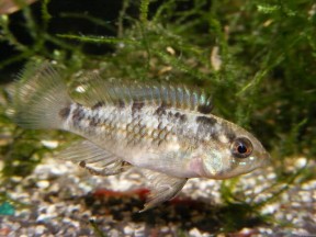 Apistogramma hoignei — Seriously Fish