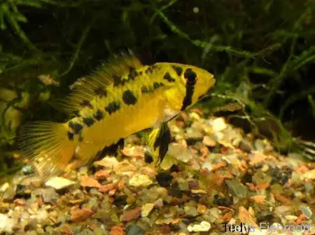 Apistogramma hoignei — Seriously Fish