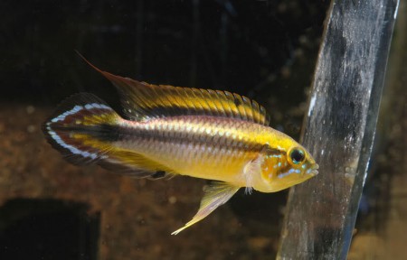 Apistogramma agassizii – Agassizi’s Dwarf Cichlid, Agassiz ...