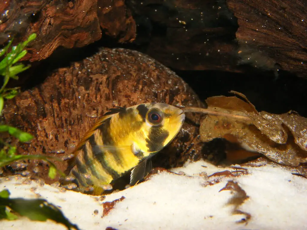 [Publicado] Apistogramma baenschi (apistogramma sp. Inca)