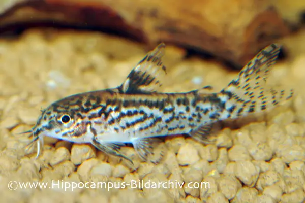 Aspidoras pauciradiatus (Corydoras pauciradiatus) — Seriously Fish