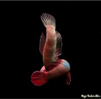 Betta brownorum — Seriously Fish