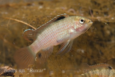 Badis sp. ‘Buxar’ — Seriously Fish