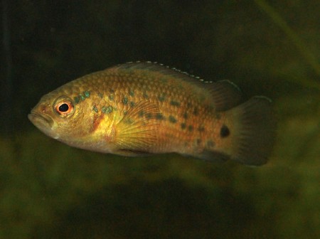 Badis assamensis — Seriously Fish
