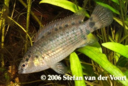 Badis assamensis — Seriously Fish