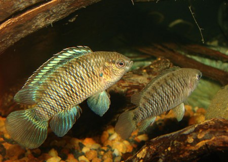 Badis badis – Badis (Labrus badis, Badis buchanani) — Seriously Fish