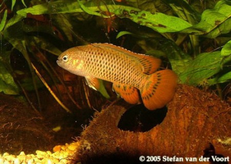 Badis corycaeus — Seriously Fish