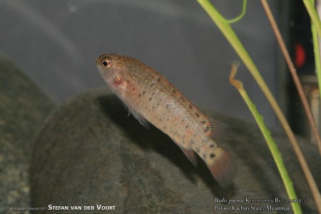 Badis pyema — Seriously Fish