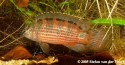 Badis ruber – Burmese Badis (Badis badis ruber, Badis badis burmanicus ...