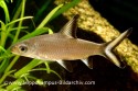 Balantiocheilos melanopterus – Silver Shark (Barbus melanopterus ...