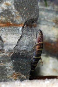 Barbucca diabolica — Seriously Fish