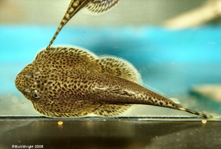 Beaufortia kweichowensis – Butterfly Loach (Gastromyzon leveretti ...