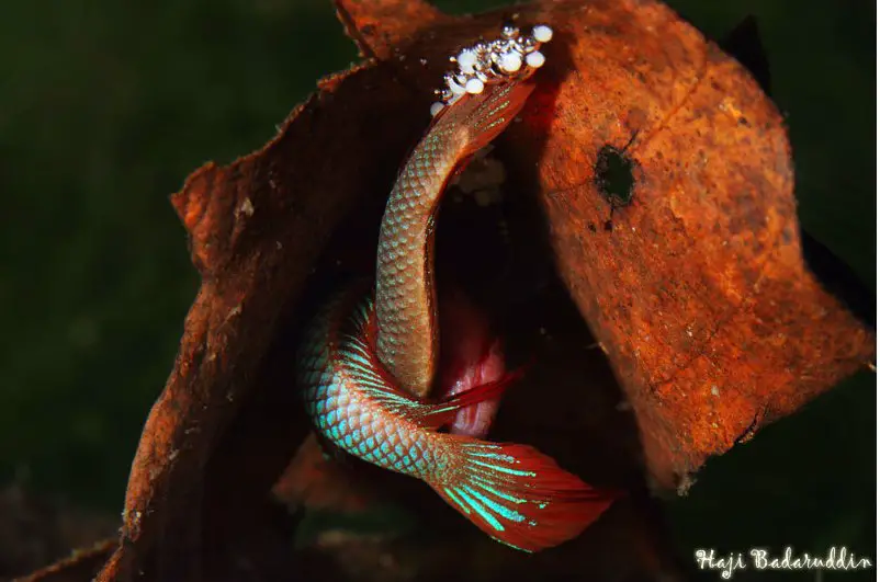 Betta burdigala — Seriously Fish