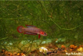 Betta burdigala — Seriously Fish