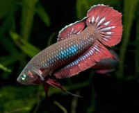 Betta coccina – Scarlet Betta — Seriously Fish