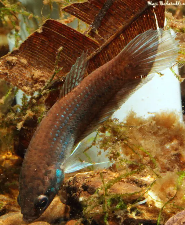 Betta dimidiata — Seriously Fish