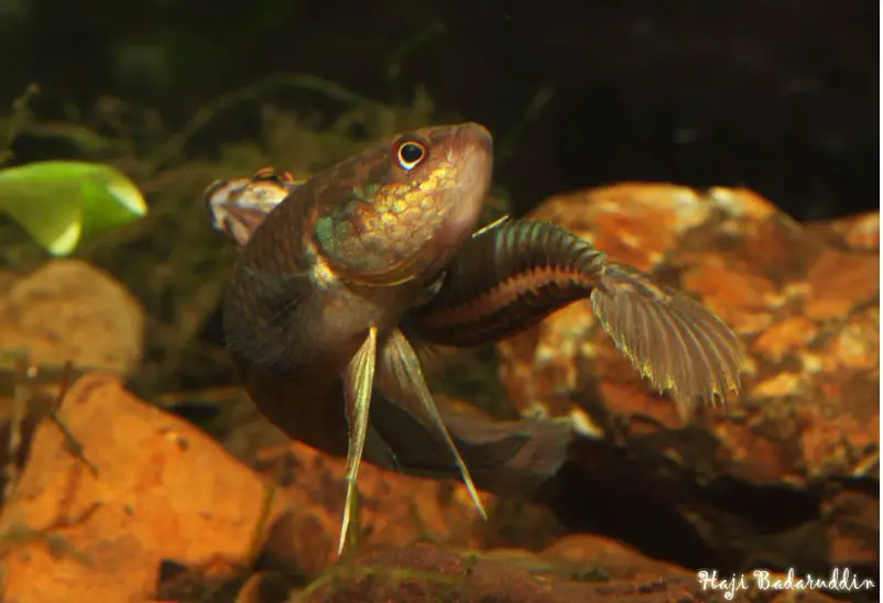 Betta dimidiata — Seriously Fish