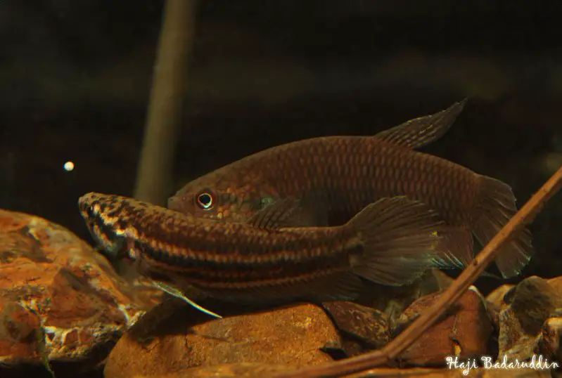 Betta dimidiata — Seriously Fish