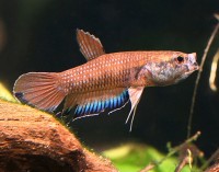 Betta falx — Seriously Fish