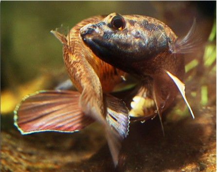 Betta falx — Seriously Fish