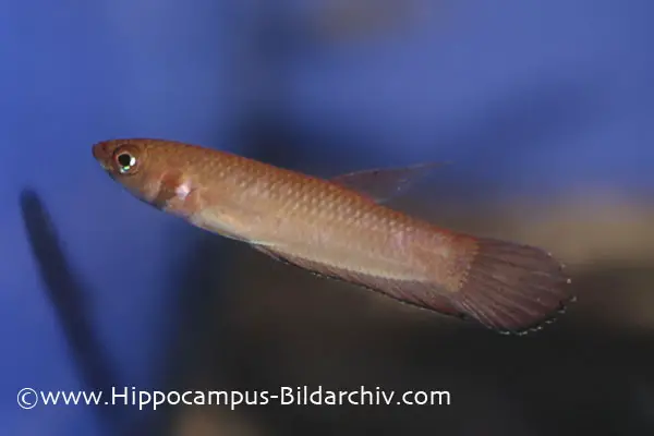 Betta foerschi - Alchetron, The Free Social Encyclopedia