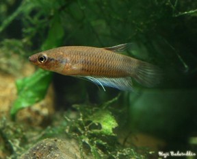 Betta krataios — Seriously Fish