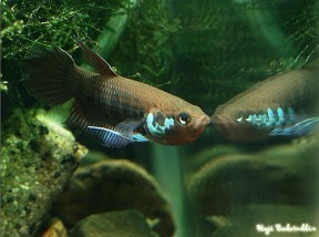 Betta krataios — Seriously Fish