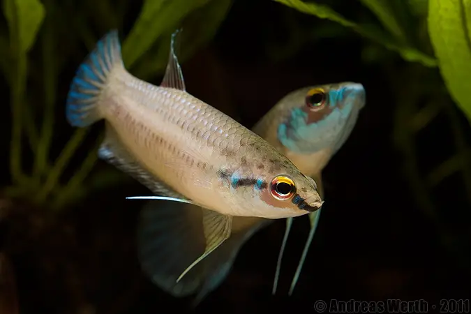 Betta kuehnei — Seriously Fish