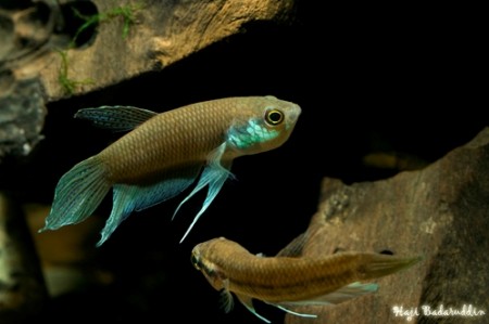 Betta lehi — Seriously Fish