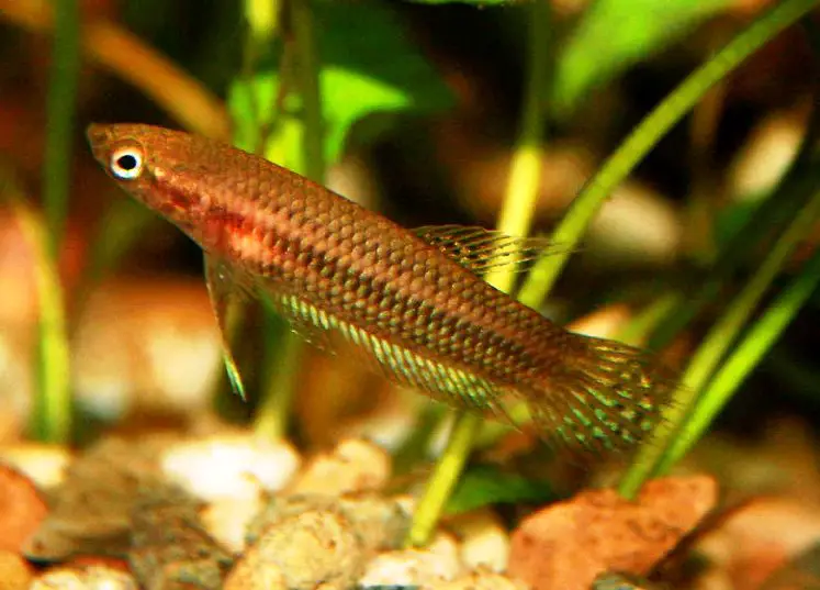 Betta livida — Seriously Fish