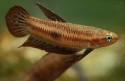Betta livida — Seriously Fish