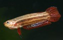 Betta livida — Seriously Fish