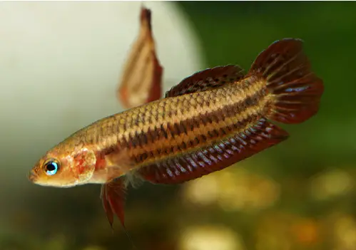 Betta livida - Alchetron, The Free Social Encyclopedia