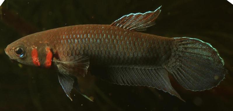 Betta mandor — Seriously Fish